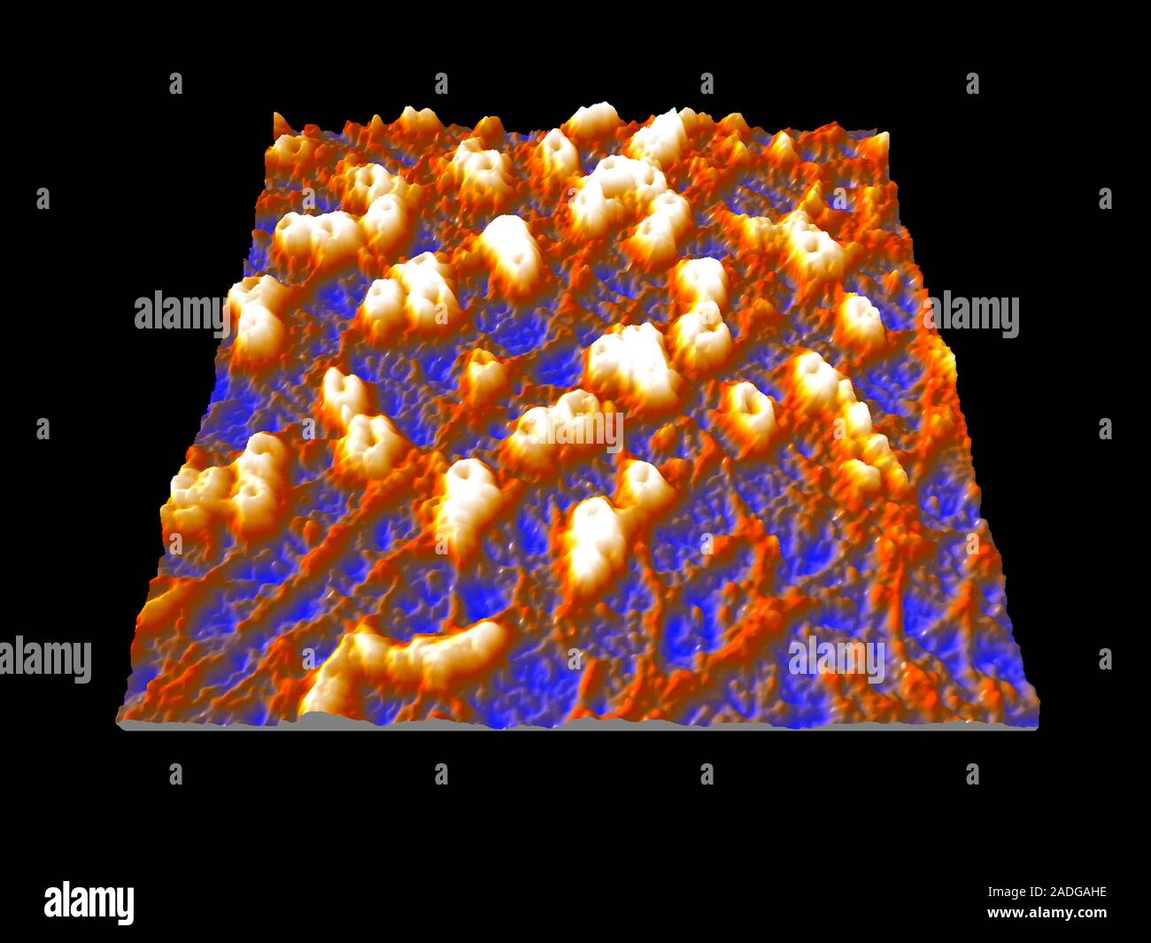 Nuclear pore complexes. Coloured atomic force micrograph (AFM) of the ...