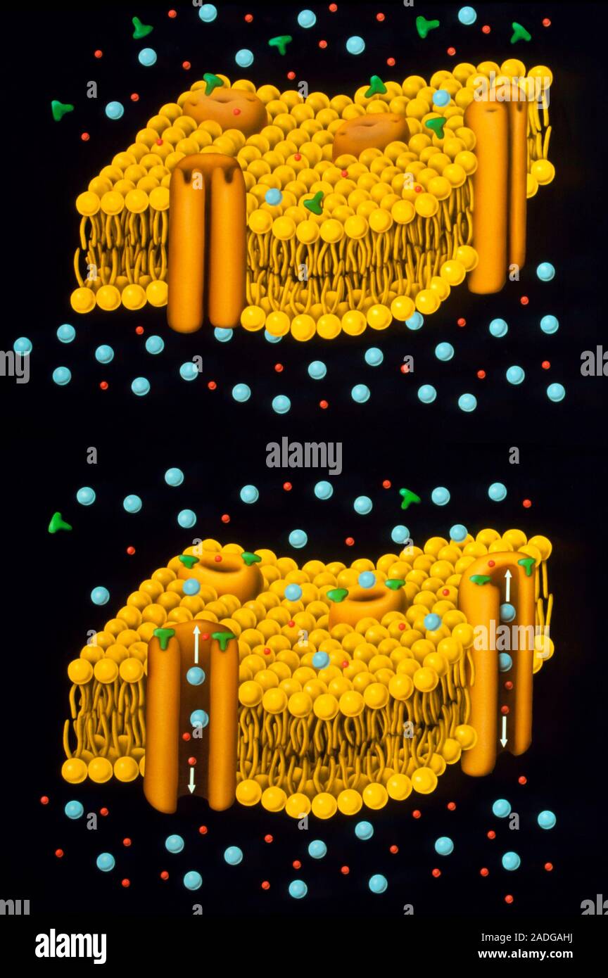 Illustration of a model for the potassium and sodium ion channels ...