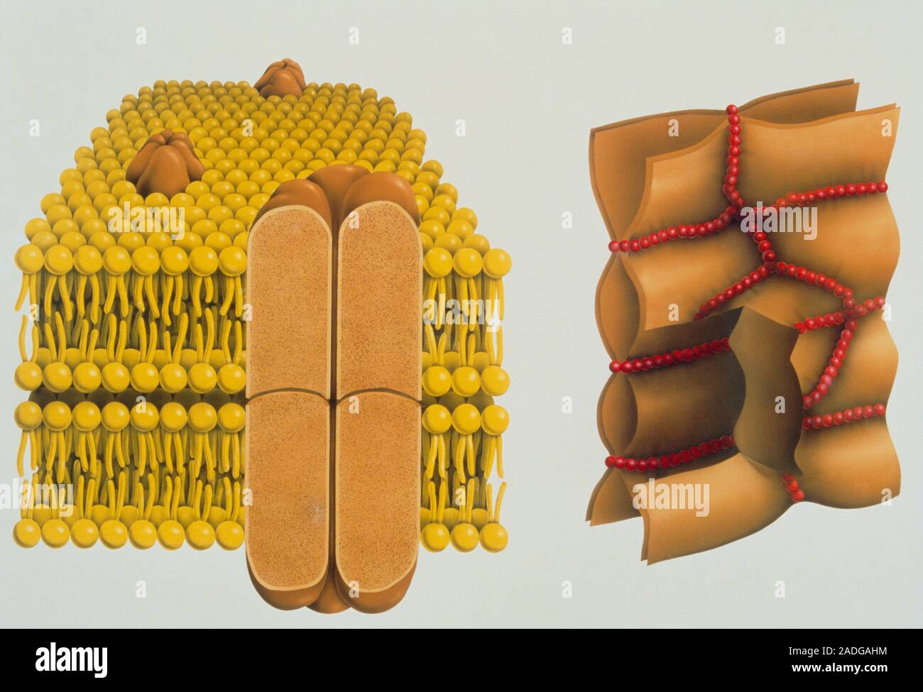 Illustrations of structural models for tight (left) and gap ...