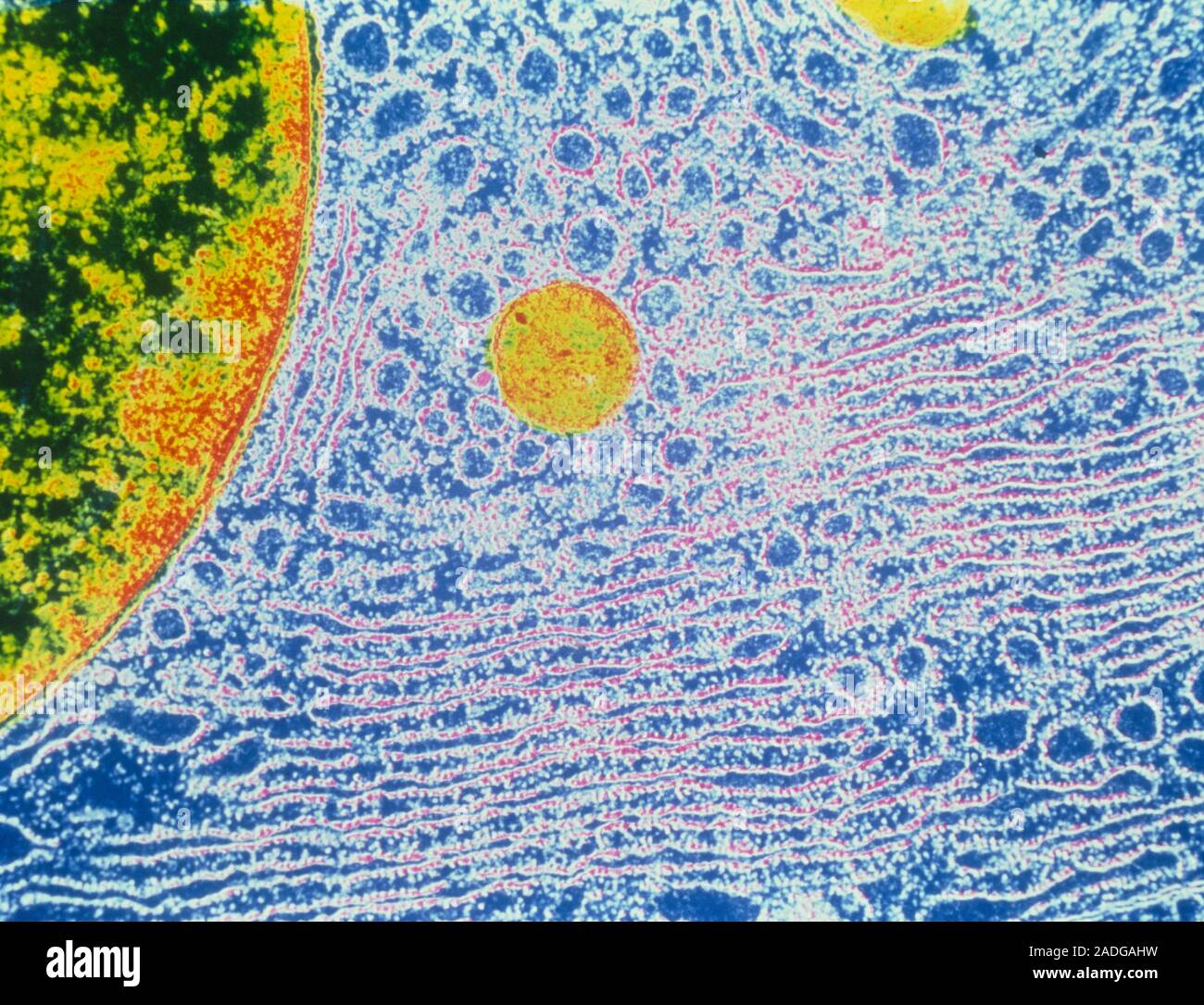 False-colour transmission electron micrograph of part of a pancreatic ...