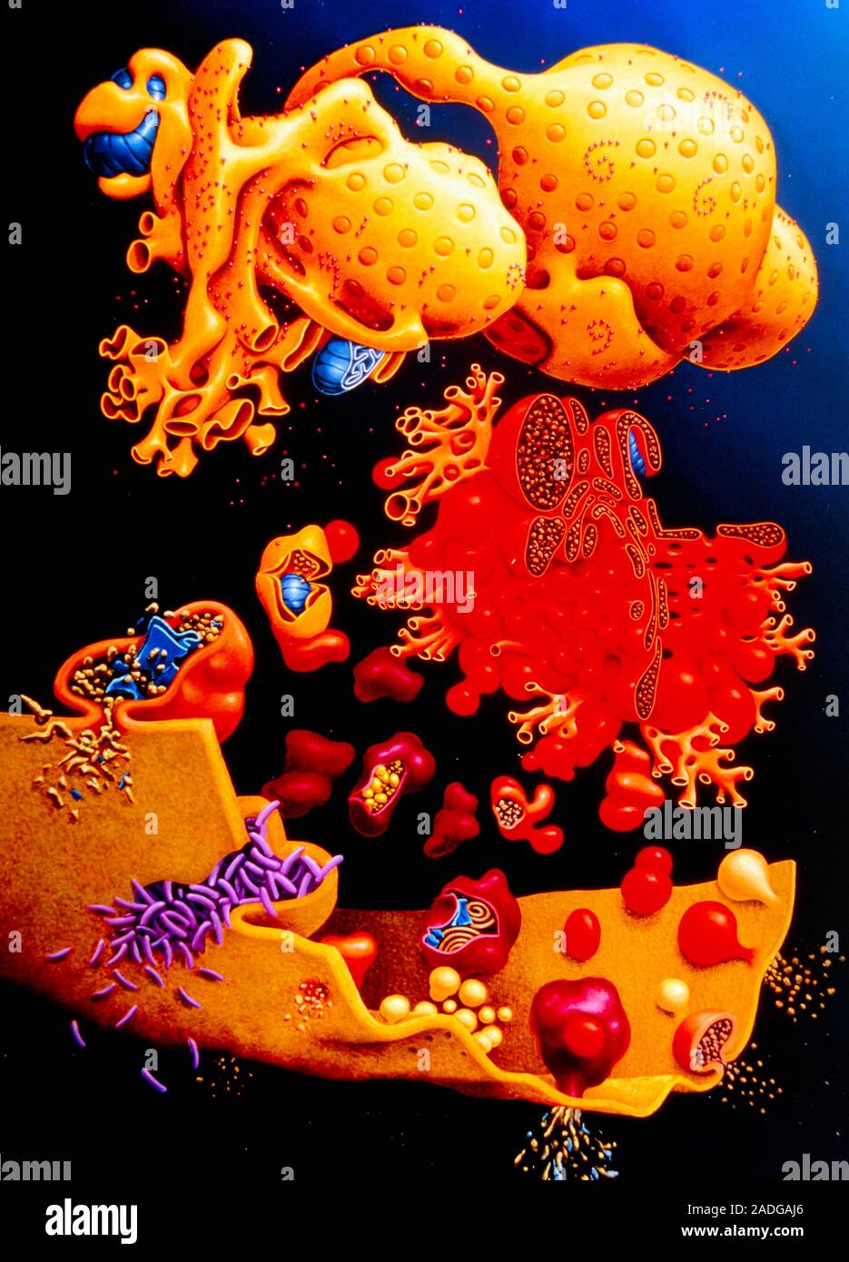 Illustration of membrane structures in a cell: endoplasmic reticulum ...
