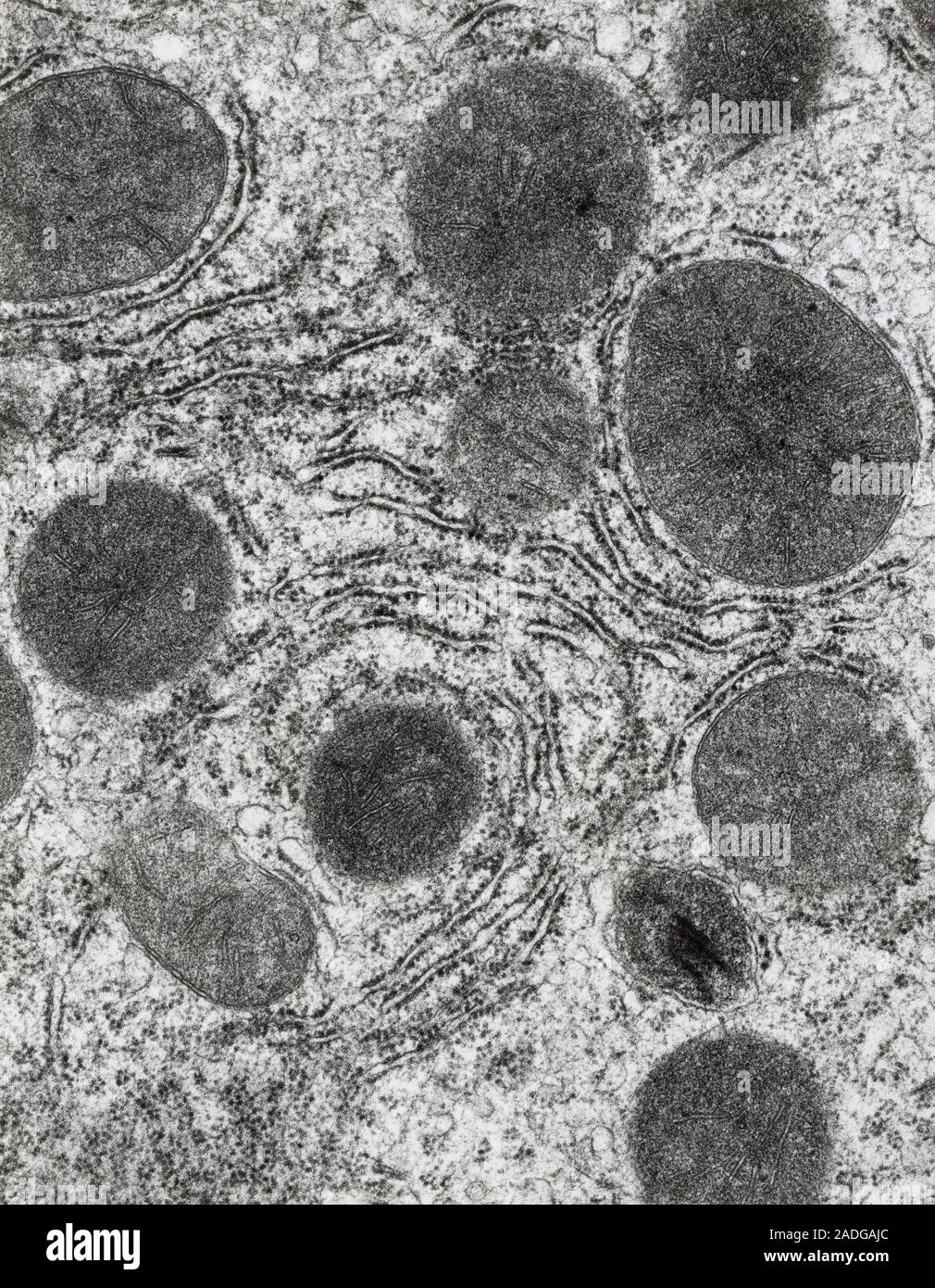 Rough endoplasmic reticulum and mitochondria. Transmission electron ...