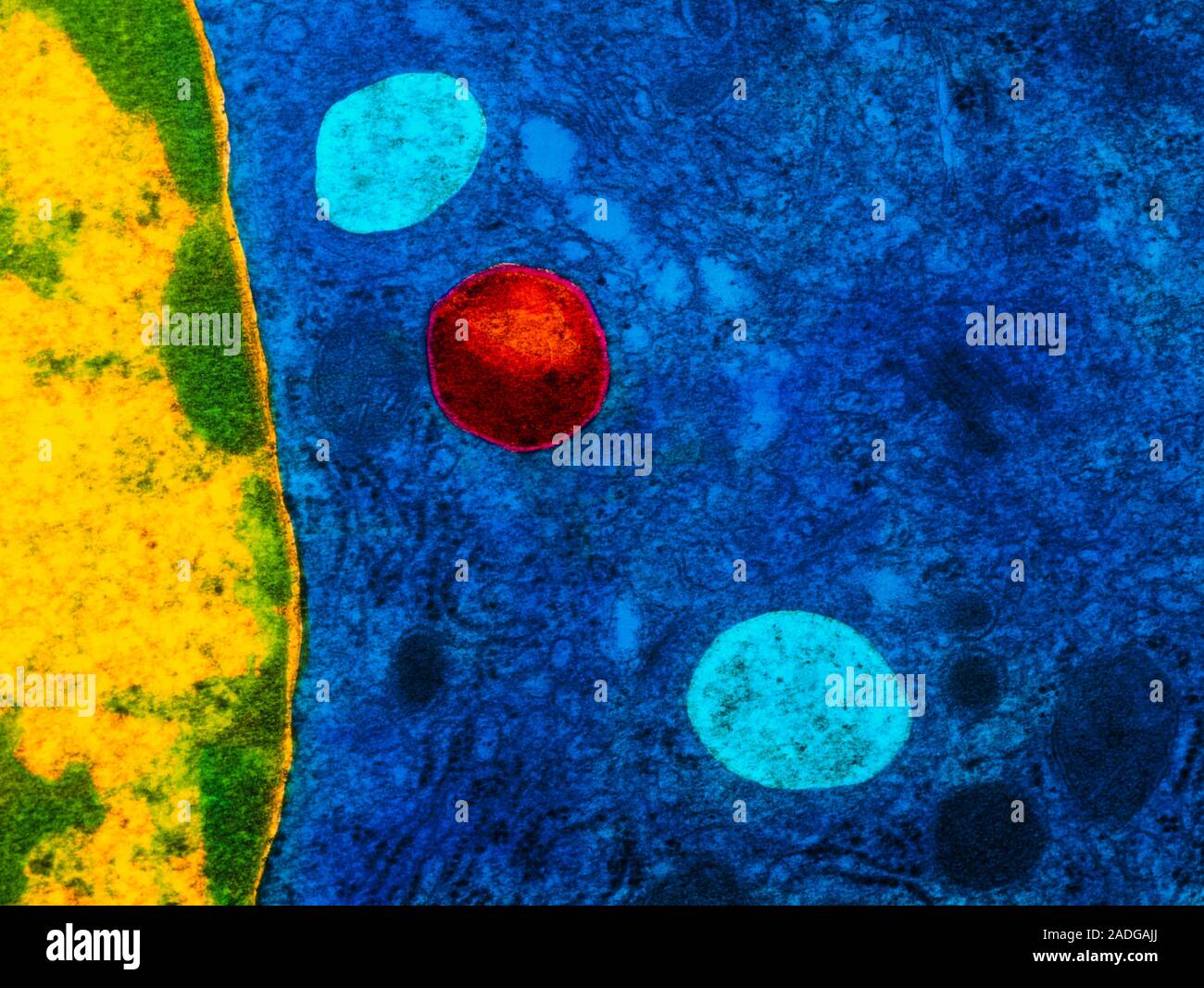 Primary lysosome. Coloured Transmission Electron Micrograph (TEM) of a ...