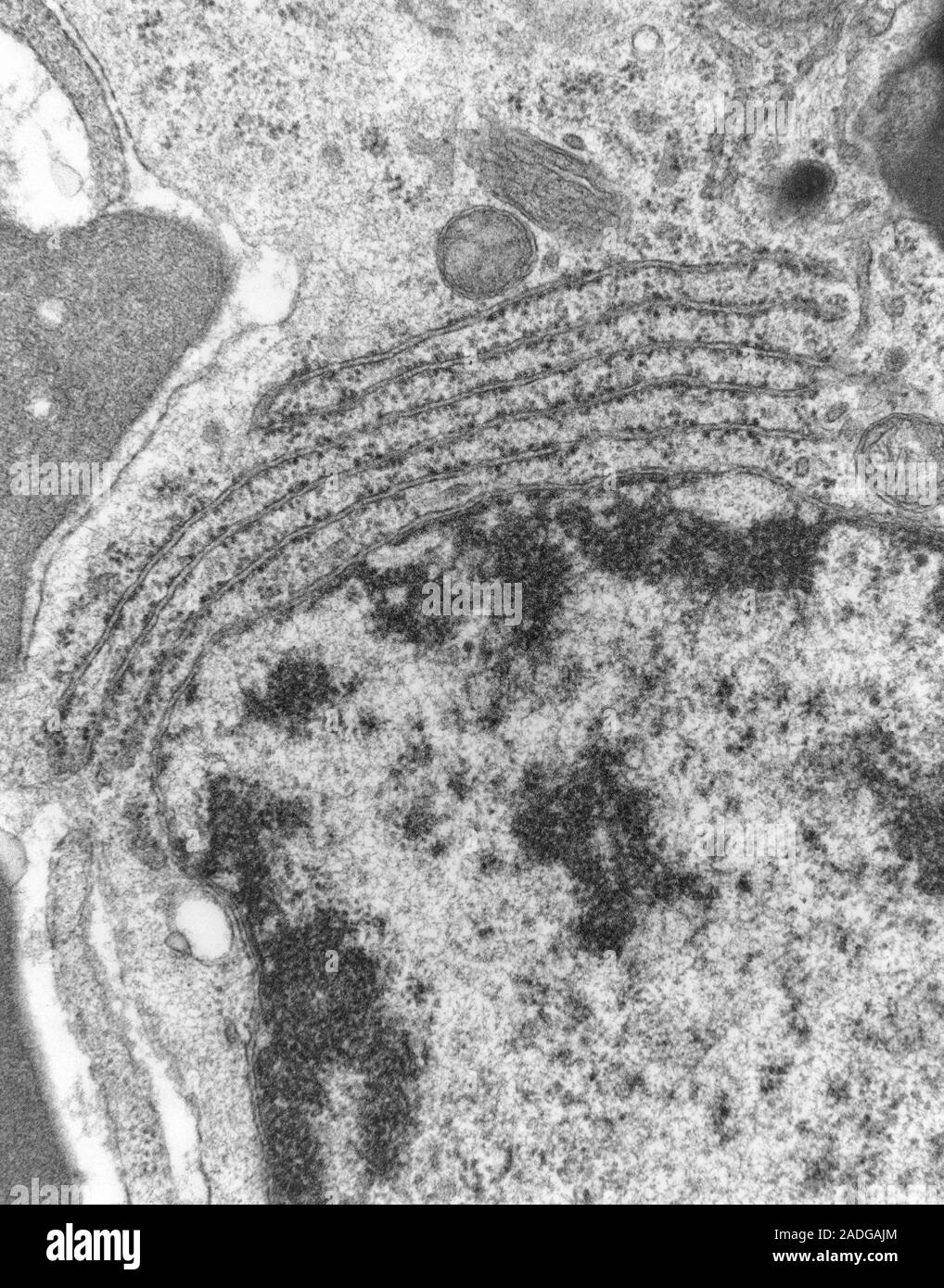 Smooth Endoplasmic Reticulum Electron Micrograph