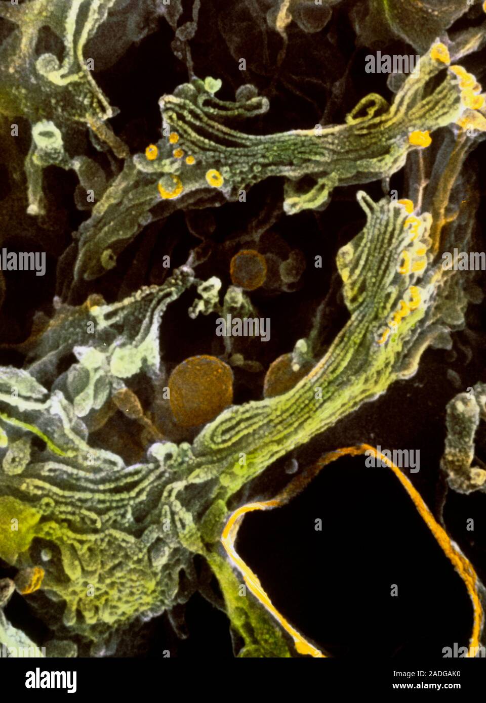 Golgi apparatus. Coloured high resolution scanning electron micrograph ...