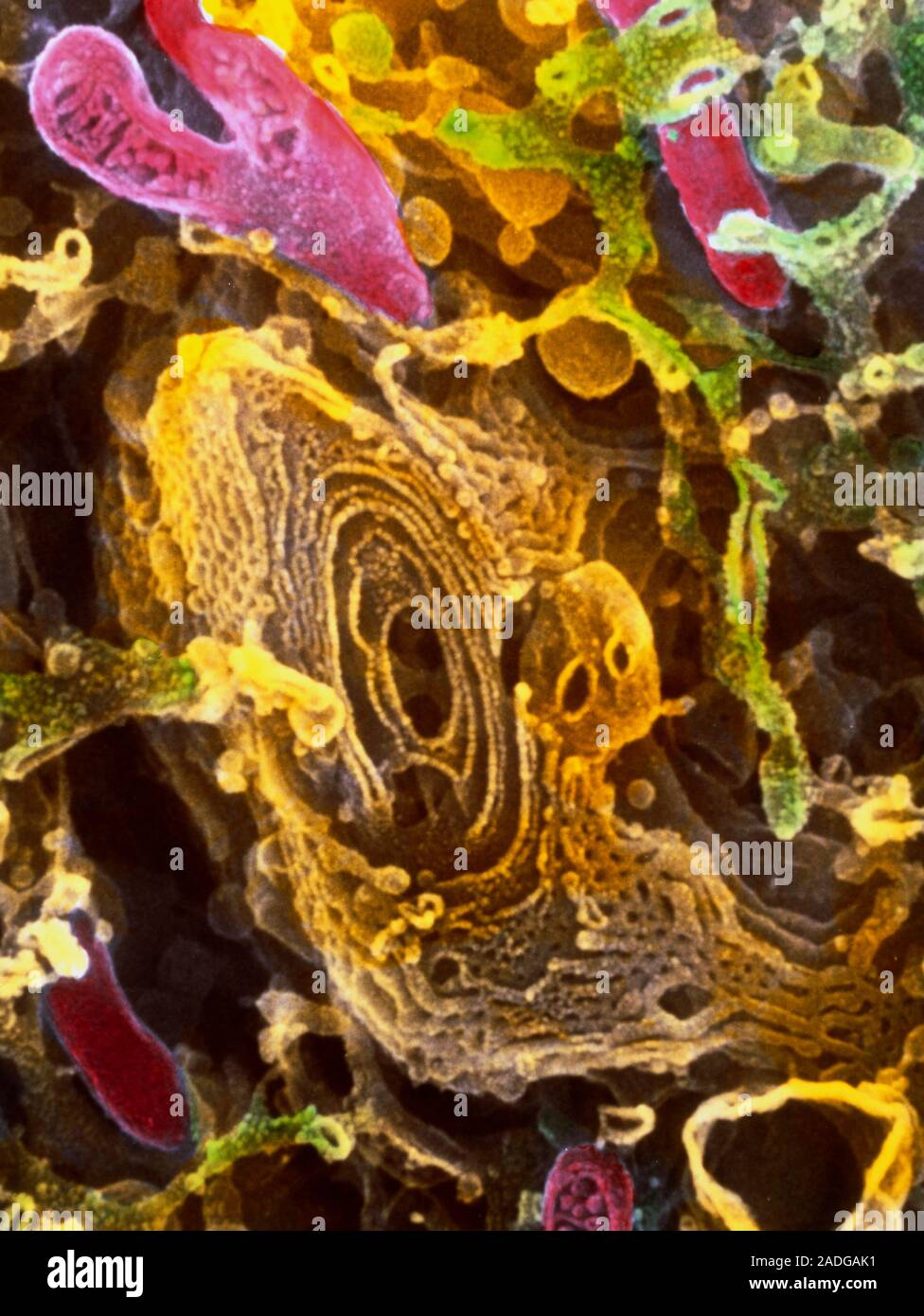 Golgi apparatus. Coloured high resolution scanning electron micrograph ...
