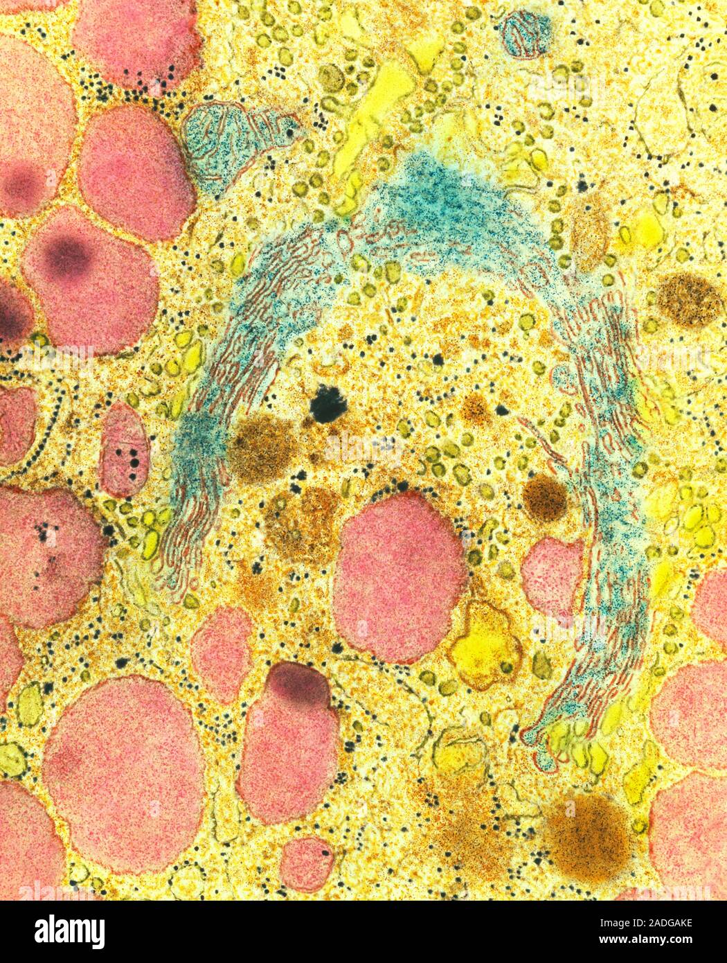 Golgi apparatus. Coloured transmission electron micrograph (TEM) of a ...