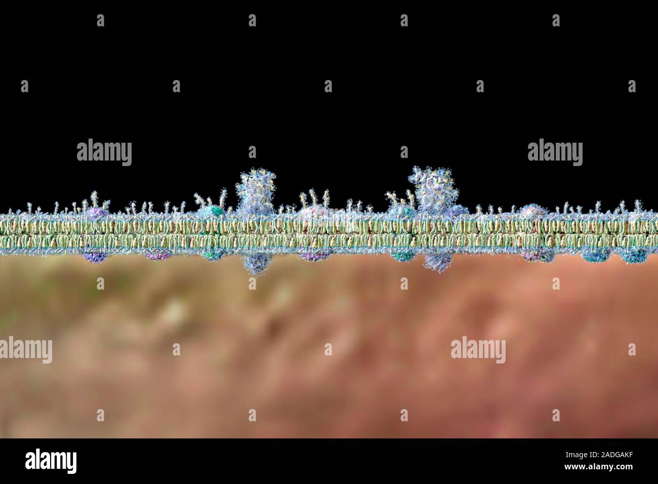 This image may not be used in educational posters Animal cell membrane ...