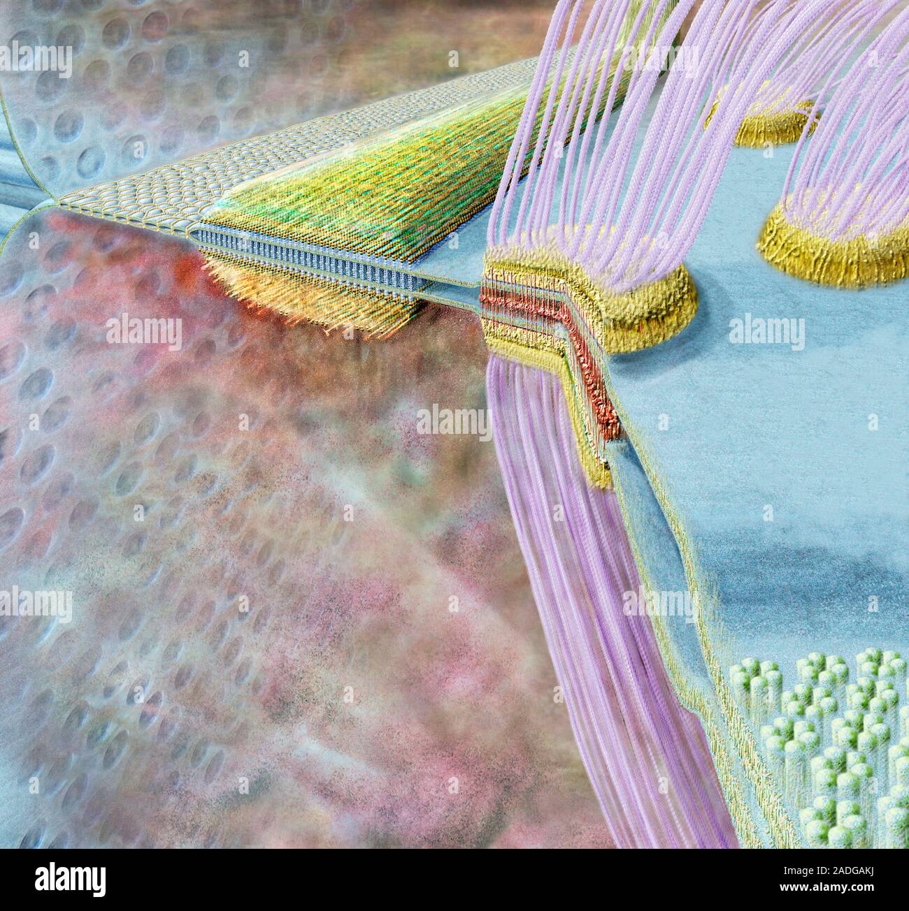 This image may not be used in educational posters Cell junctions ...