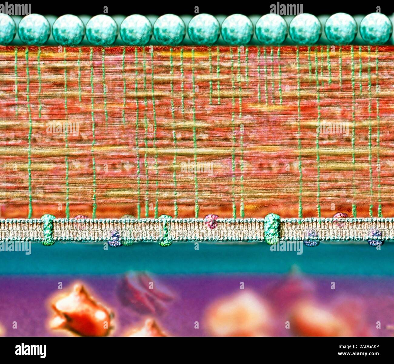 This image may not be used in educational posters Gram-positive ...