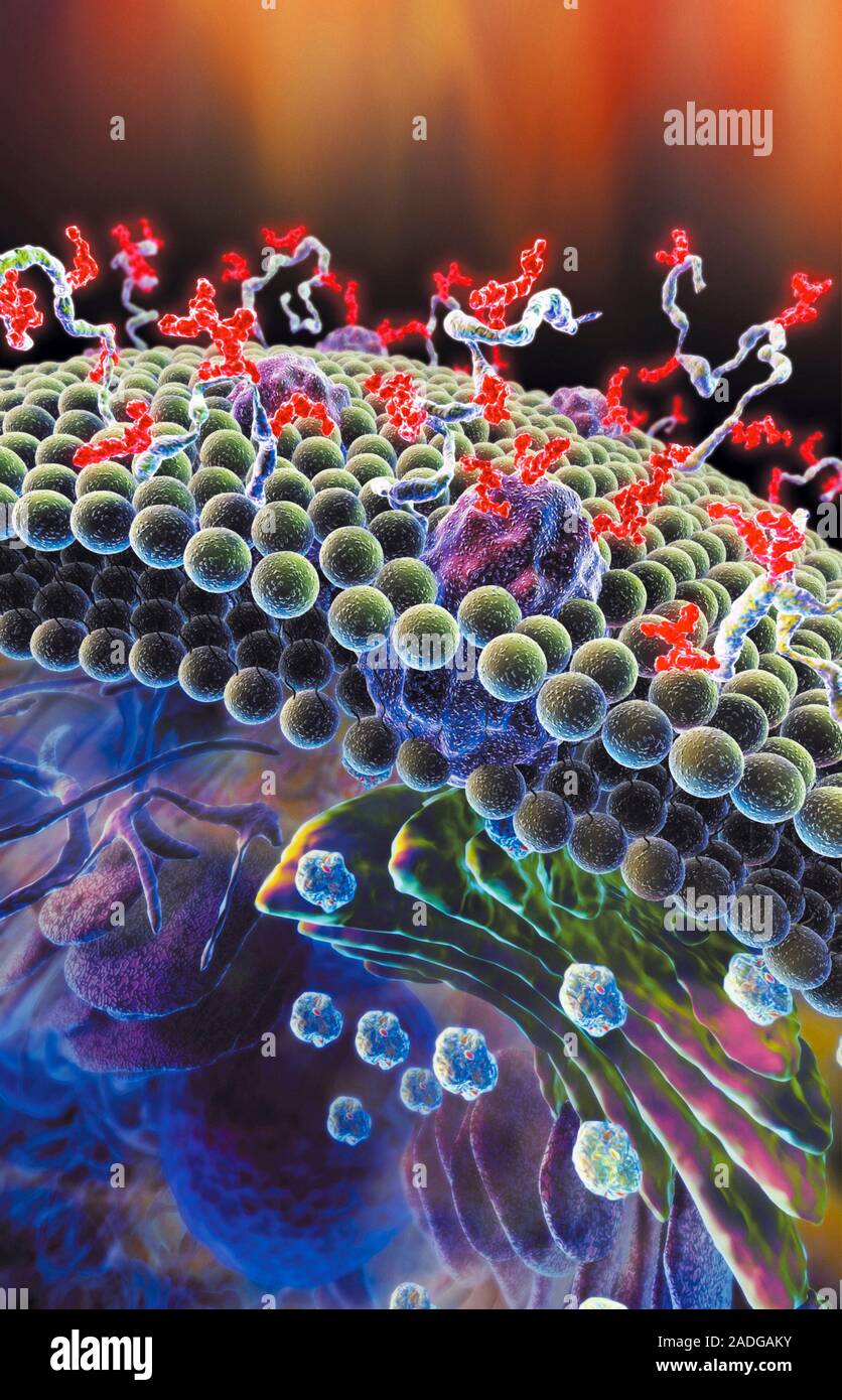 Cell membrane. Computer artwork of the plasma membrane of a cell ...