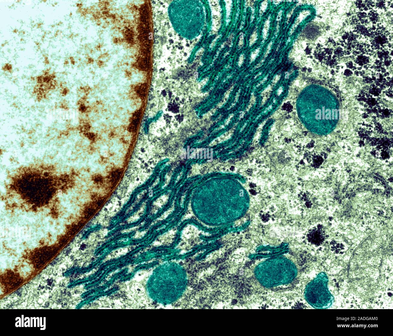Rough endoplasmic reticulum, coloured transmission electron micrograph ...