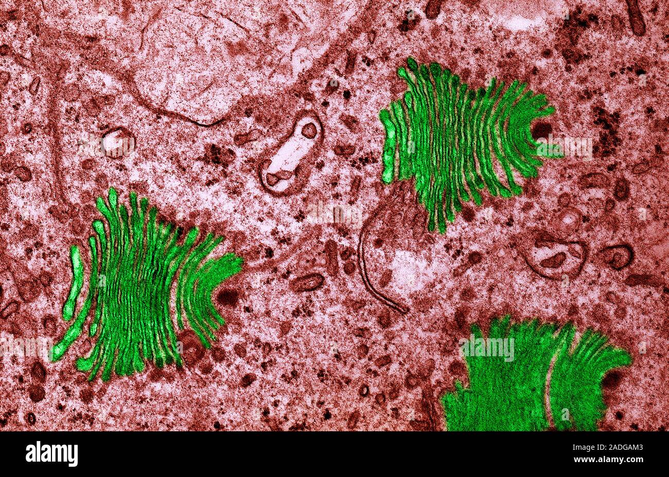 Golgi bodies. Coloured transmission electron micrograph (TEM) of three ...