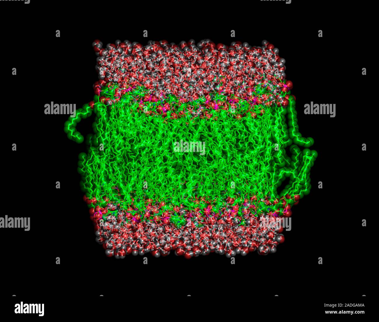 Lipid bilayer membrane. Molecular model simulation of a lipid bilayer ...