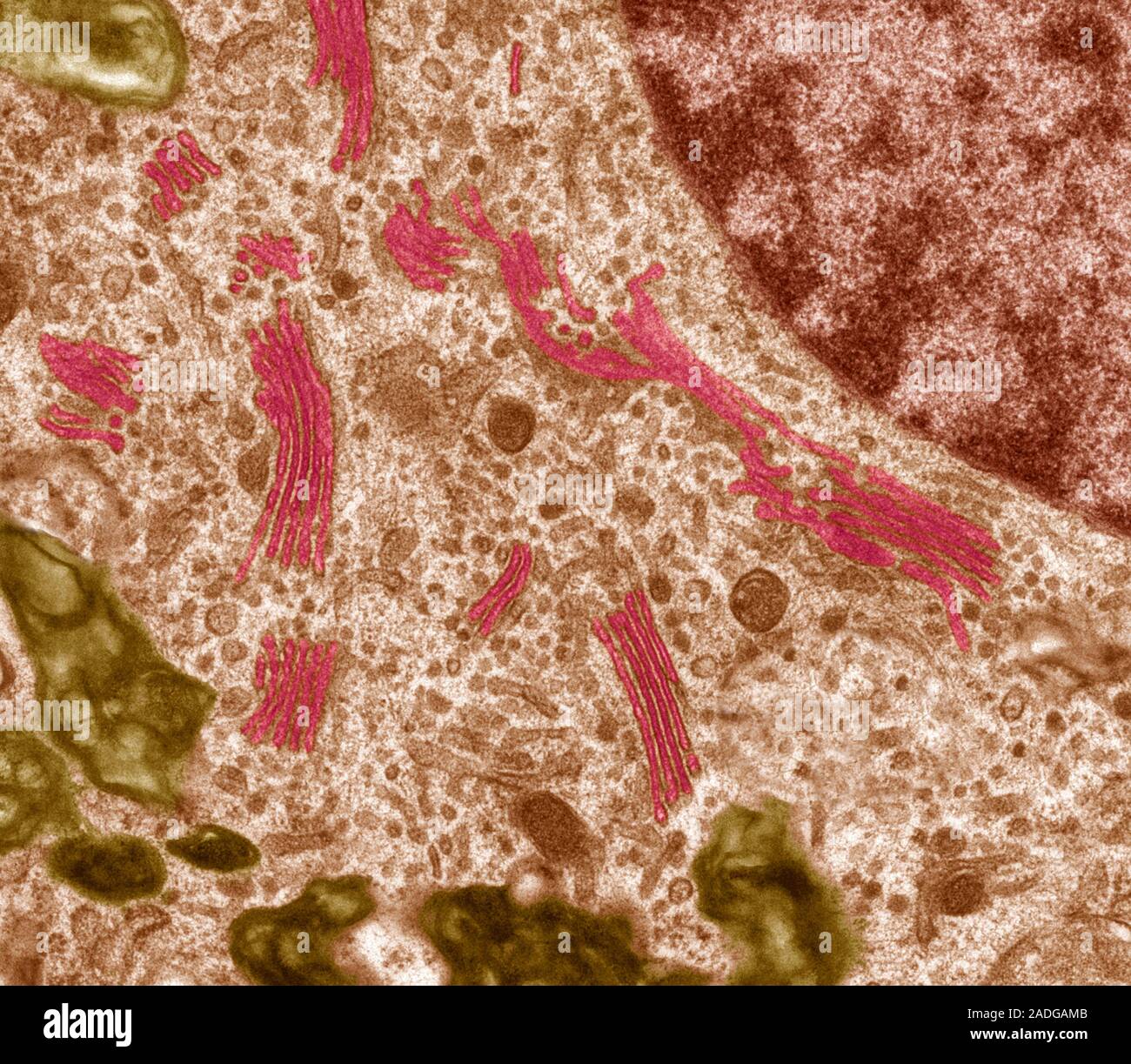 Golgi apparatus. Coloured transmission electron micrograph (TEM) of ...