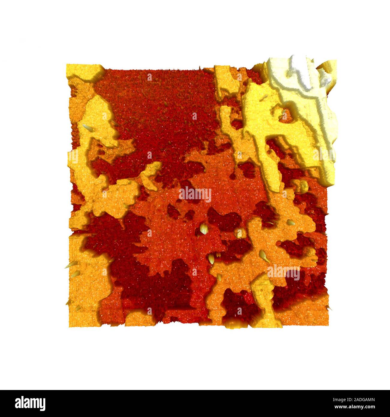 Plasma membrane. Coloured atomic force micrograph (AFM) showing a lipid ...