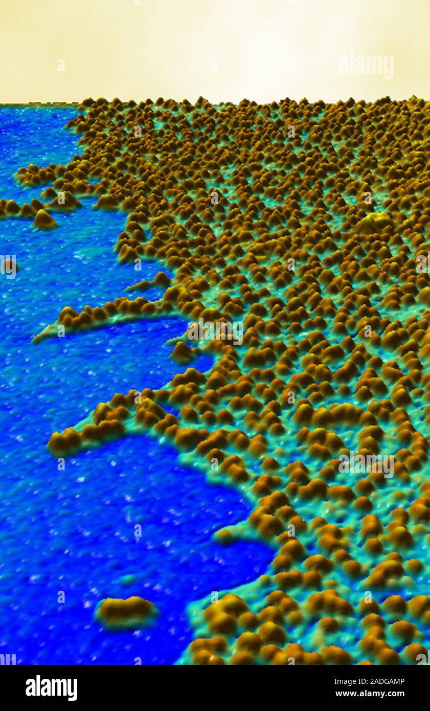 Plasma membrane proteins. Coloured atomic force micrograph (AFM ...