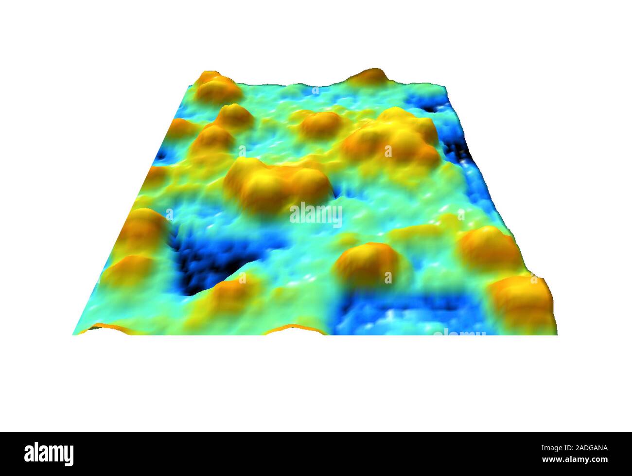 Plasma membrane proteins. Coloured atomic force micrograph (AFM ...