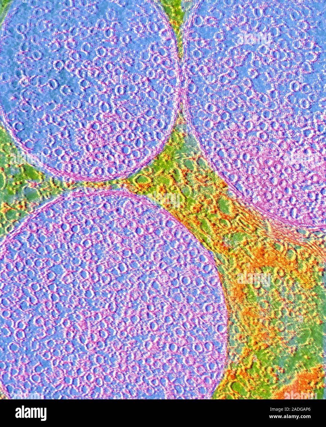 False-colour transmission electron micrograph (TEM) of mitochondria ...