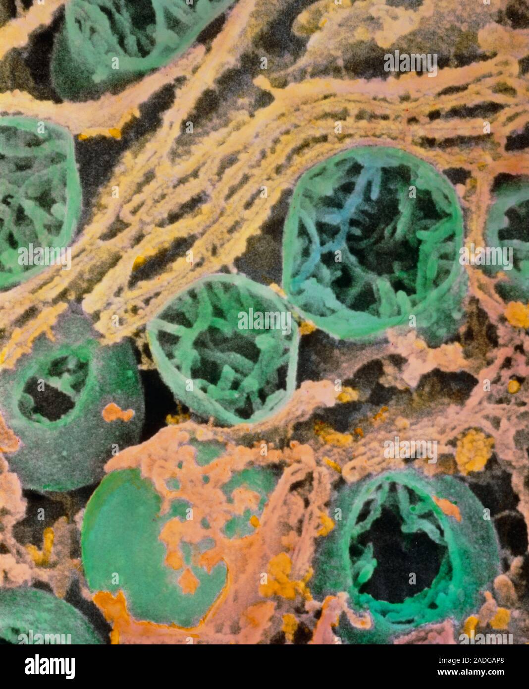 Mitochondria. Coloured Scanning Electron Micro- graph (SEM) of ...