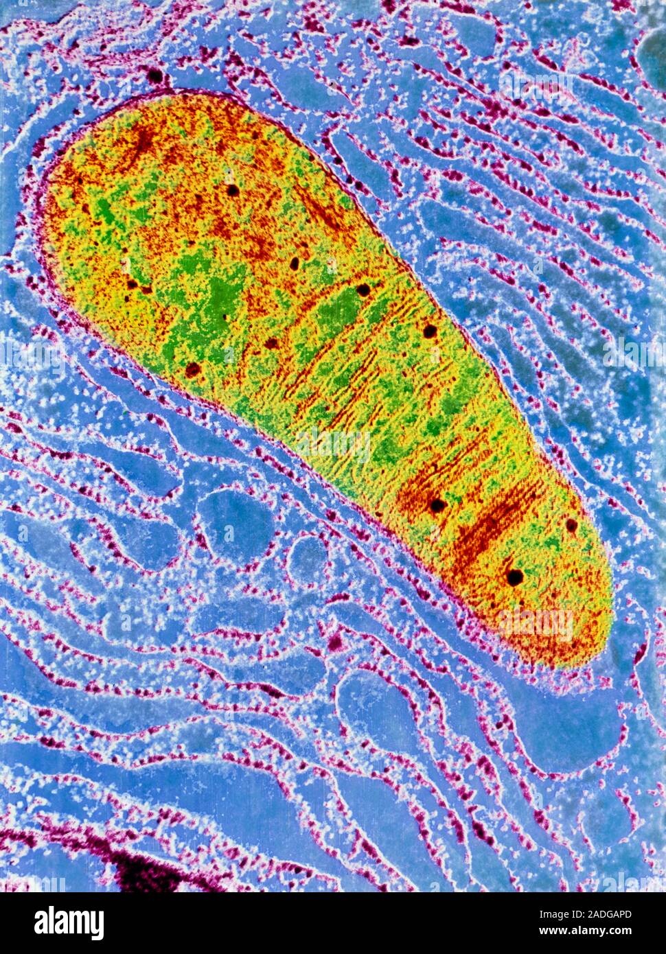 Mitochondria. Coloured transmission electron micrograph of a ...