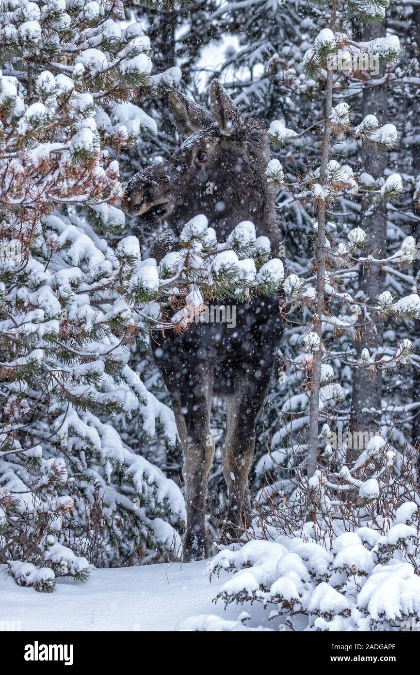 Moose in their natural environment in Canada Stock Photo - Alamy