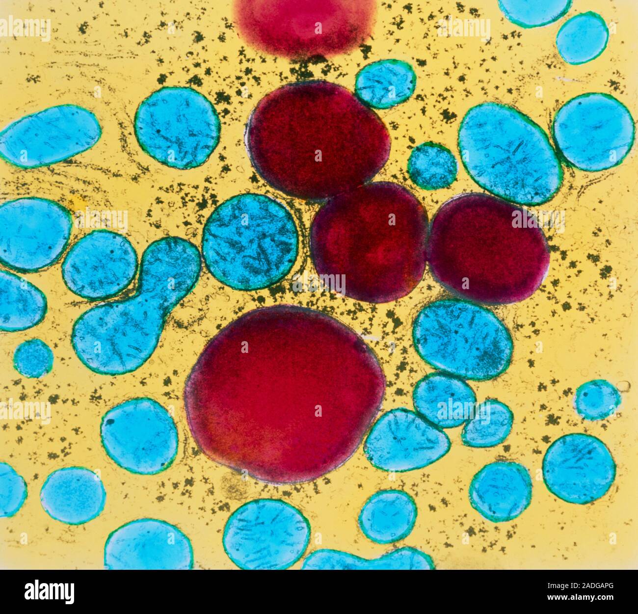 Mitochondria. Coloured transmission electron micrograph of mitochondria ...