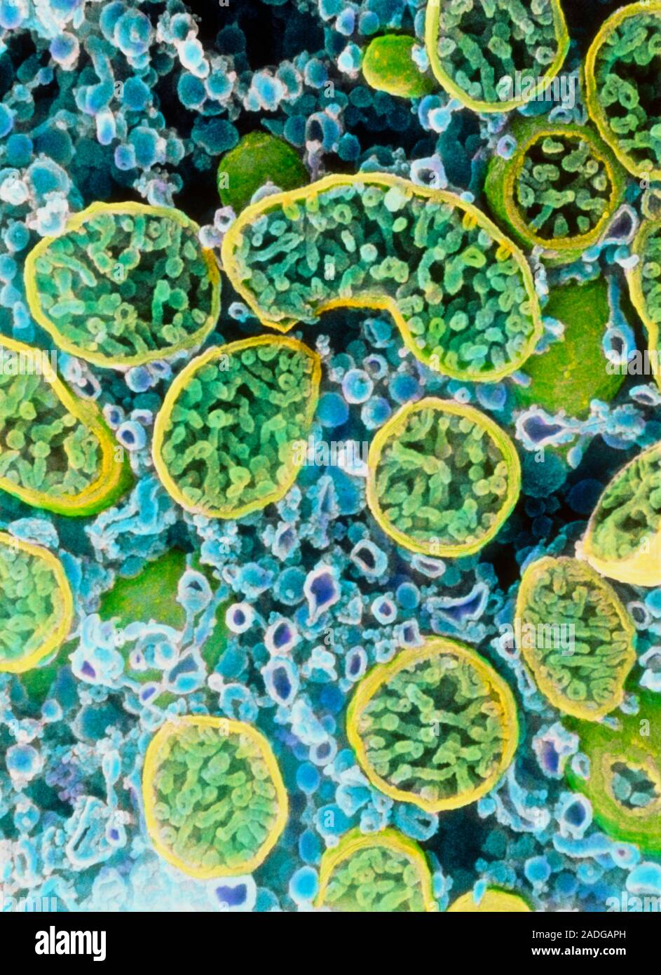 Mitochondria. Coloured Scanning Electron Micro- graph (SEM) of ...