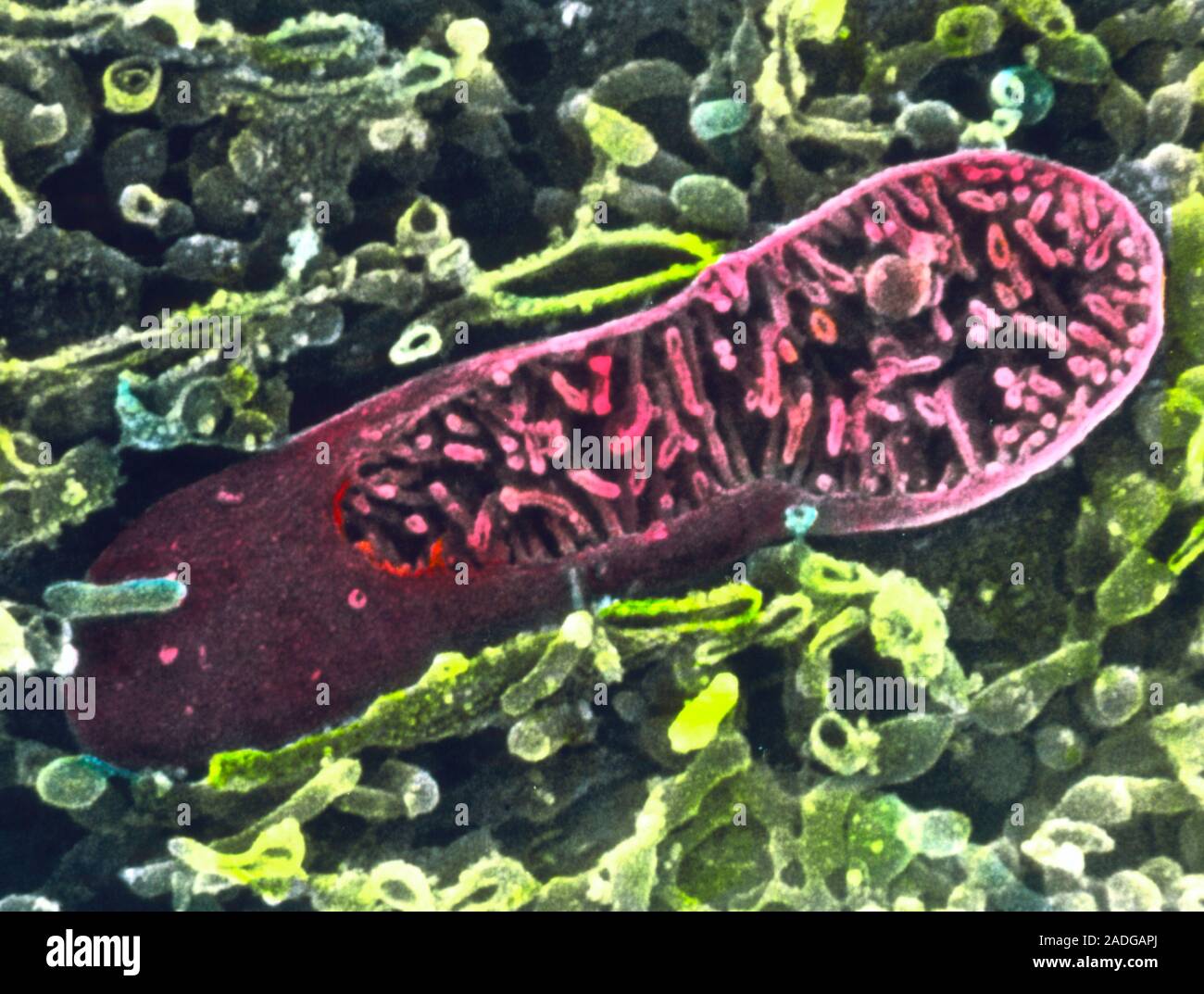 Mitochondrion. Coloured high resolution scanning electron micrograph ...