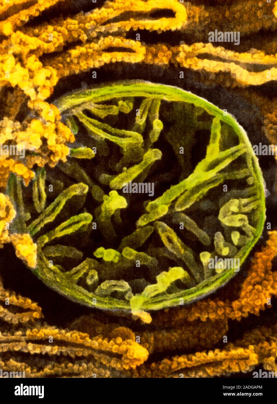 Mitochondrion. Coloured high resolution scanning electron micrograph ...