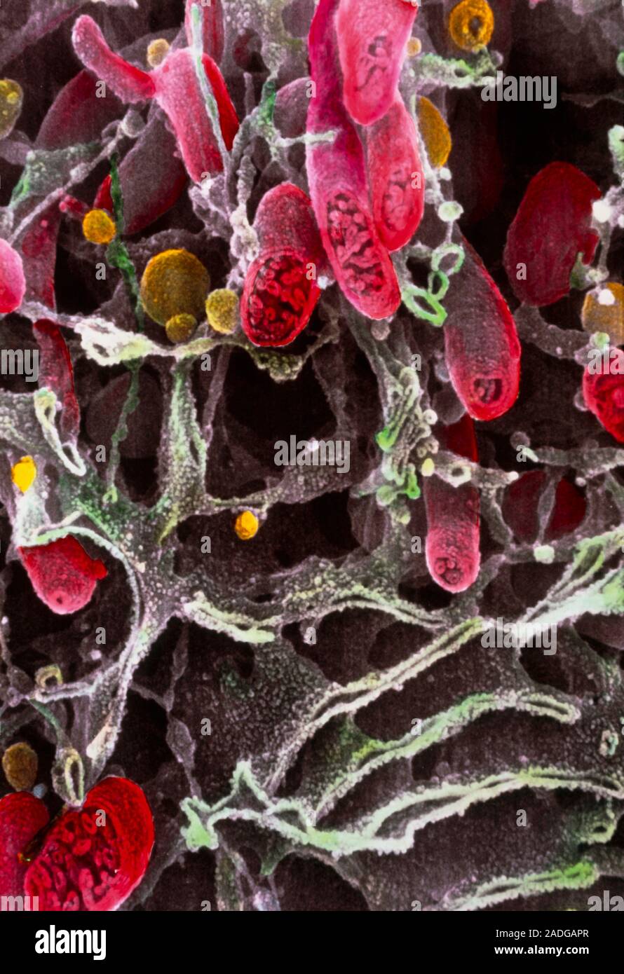 Mitochondria and endoplasmic reticulum. Coloured high resolution ...