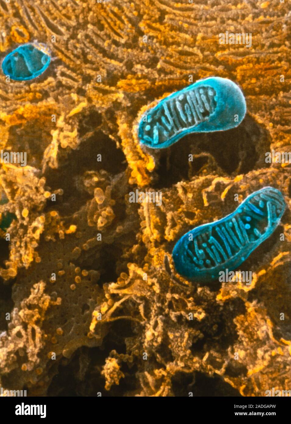 Mitochondria and endoplasmic reticulum. Coloured high resolution ...