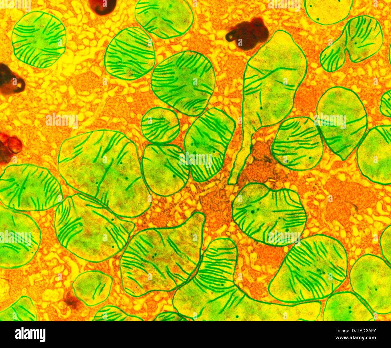 Mitochondria. Coloured transmission electron micrograph (TEM) of a ...