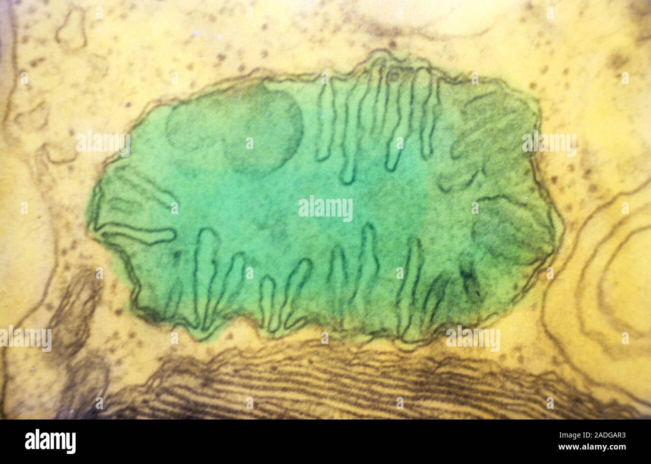 Mitochondrion, coloured transmission electron micrograph (TEM ...
