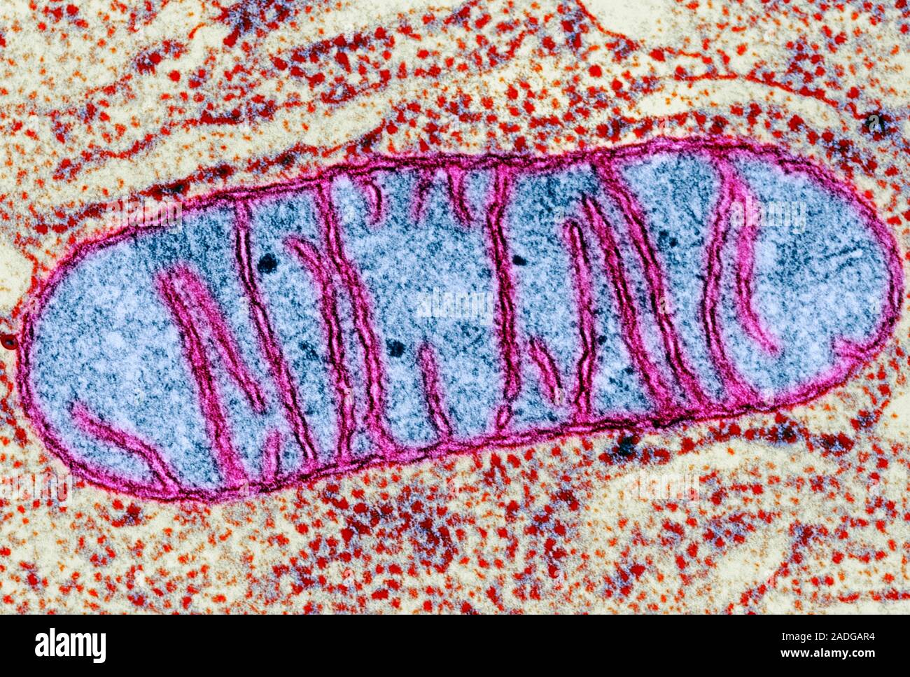 Mitochondrion, coloured transmission electron micrograph (TEM ...