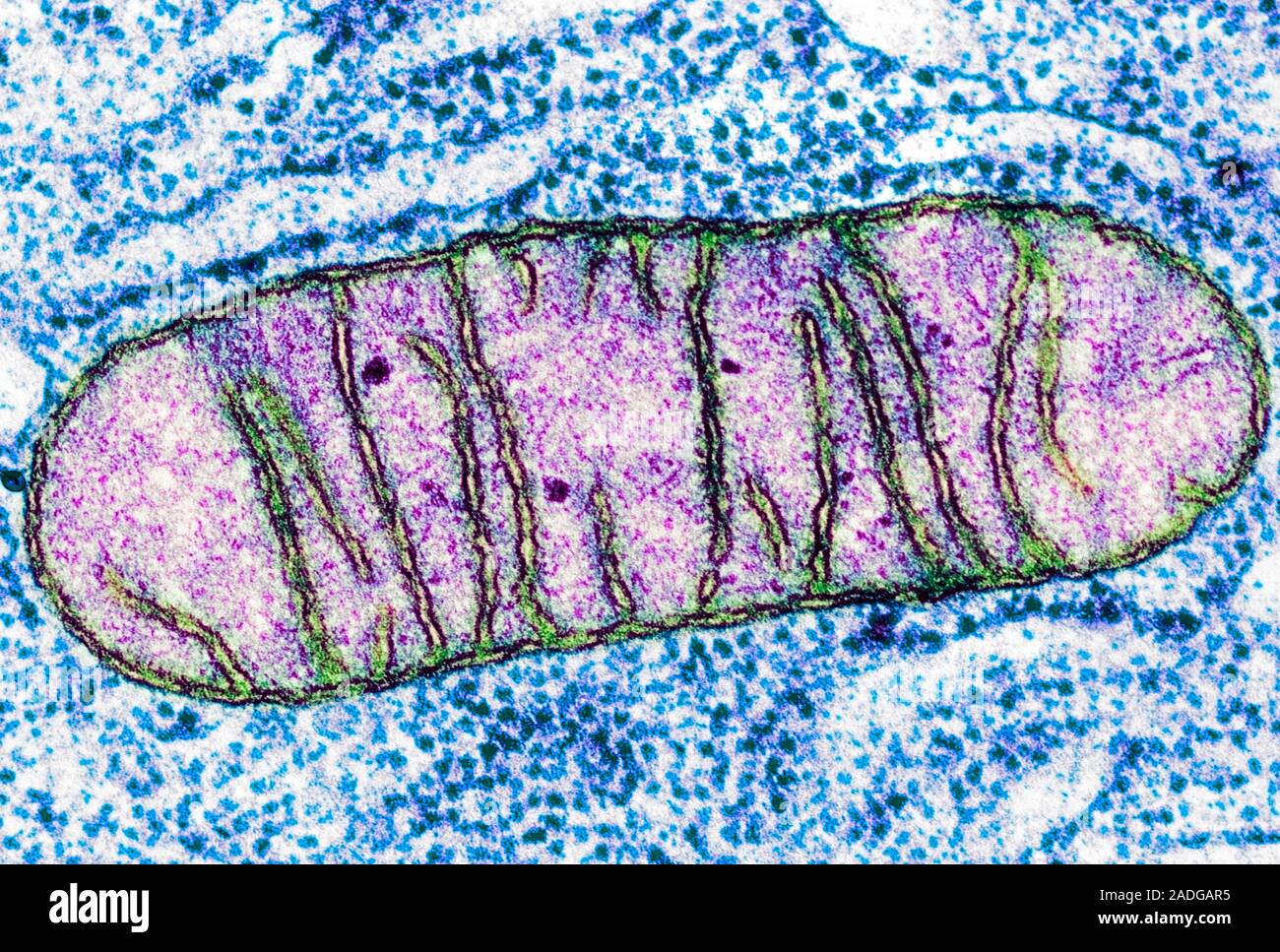 Mitochondrion, coloured transmission electron micrograph (TEM ...
