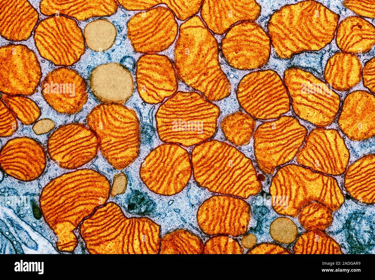 Mitochondria Electron Microscope Color