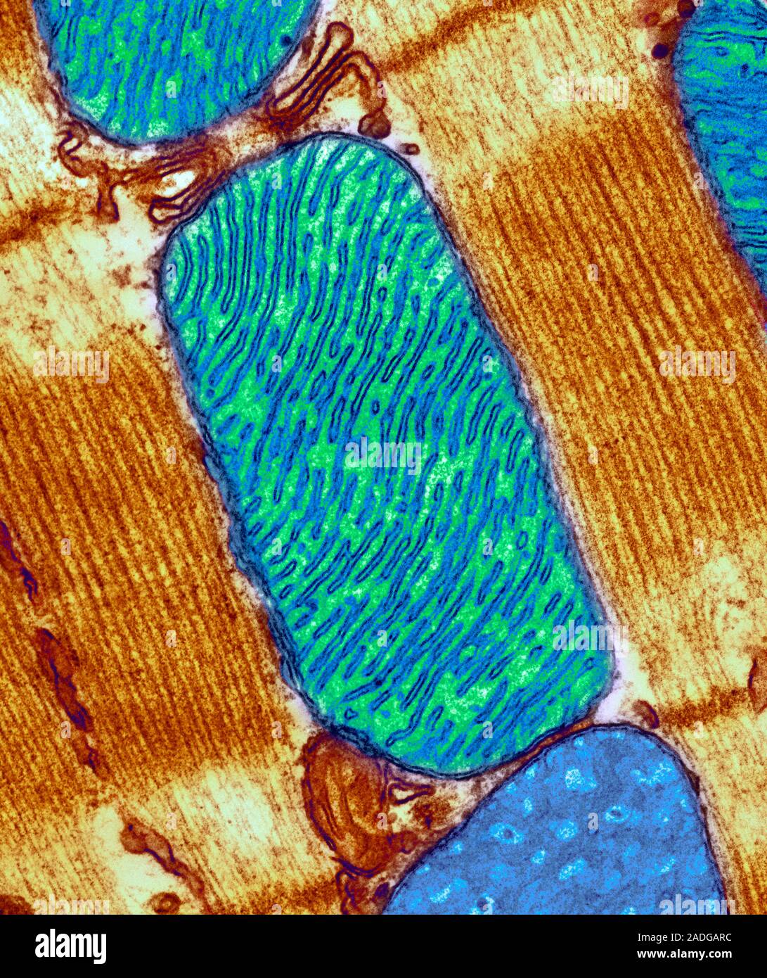 Mitochondrion. Coloured transmission electron micrograph (TEM) of ...