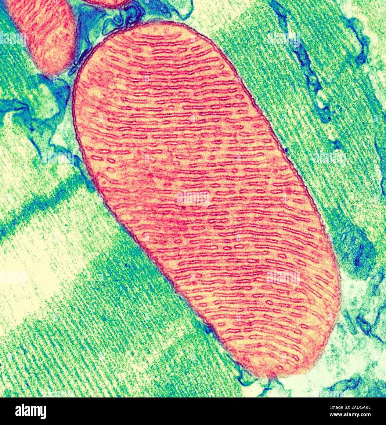 Mitochondrion. Coloured transmission electron micrograph (TEM) of mitochondria (red/yellow) in ...