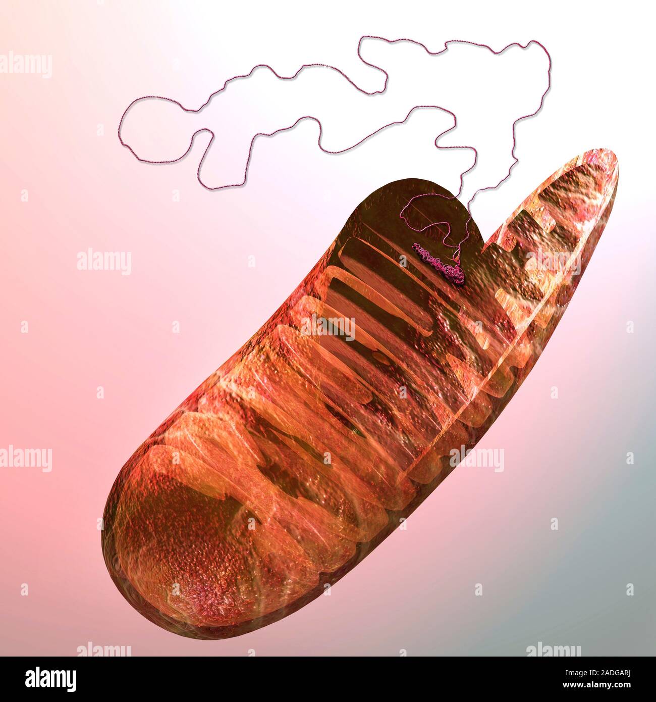 This image may not be used in educational posters Mitochondrion with ...