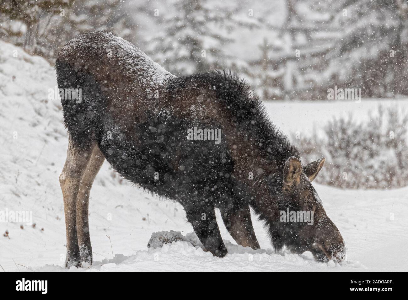Moose habitat hi-res stock photography and images - Alamy