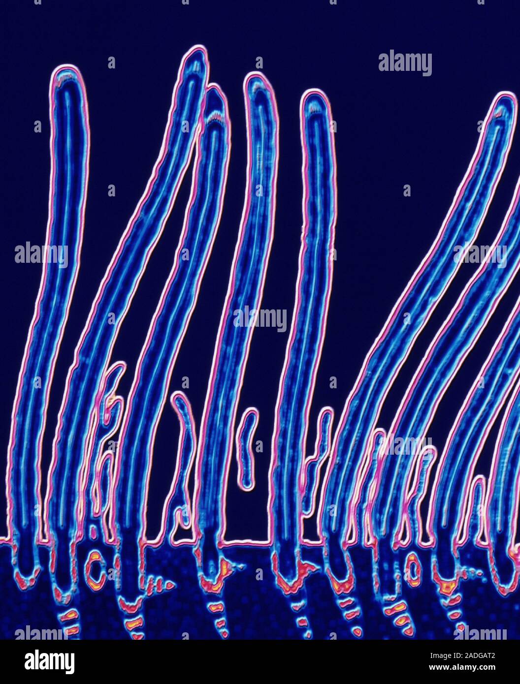 Cilia. Computer graphic of a cross-section through bristle-like ...