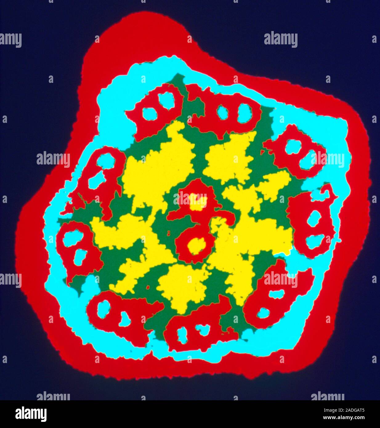 Cilium. Coloured transmission electron micrograph (TEM) of a cross ...