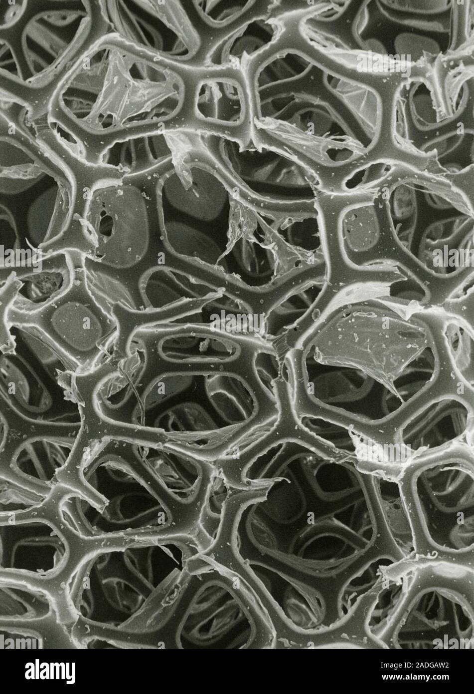 Scanning electron micrograph (SEM) of open-cell polyurethane plastic ...