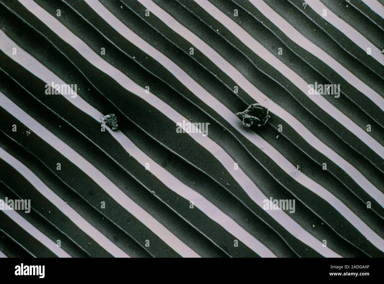 Scanning electron micrograph (SEM) of the grooves of a long-playing ...