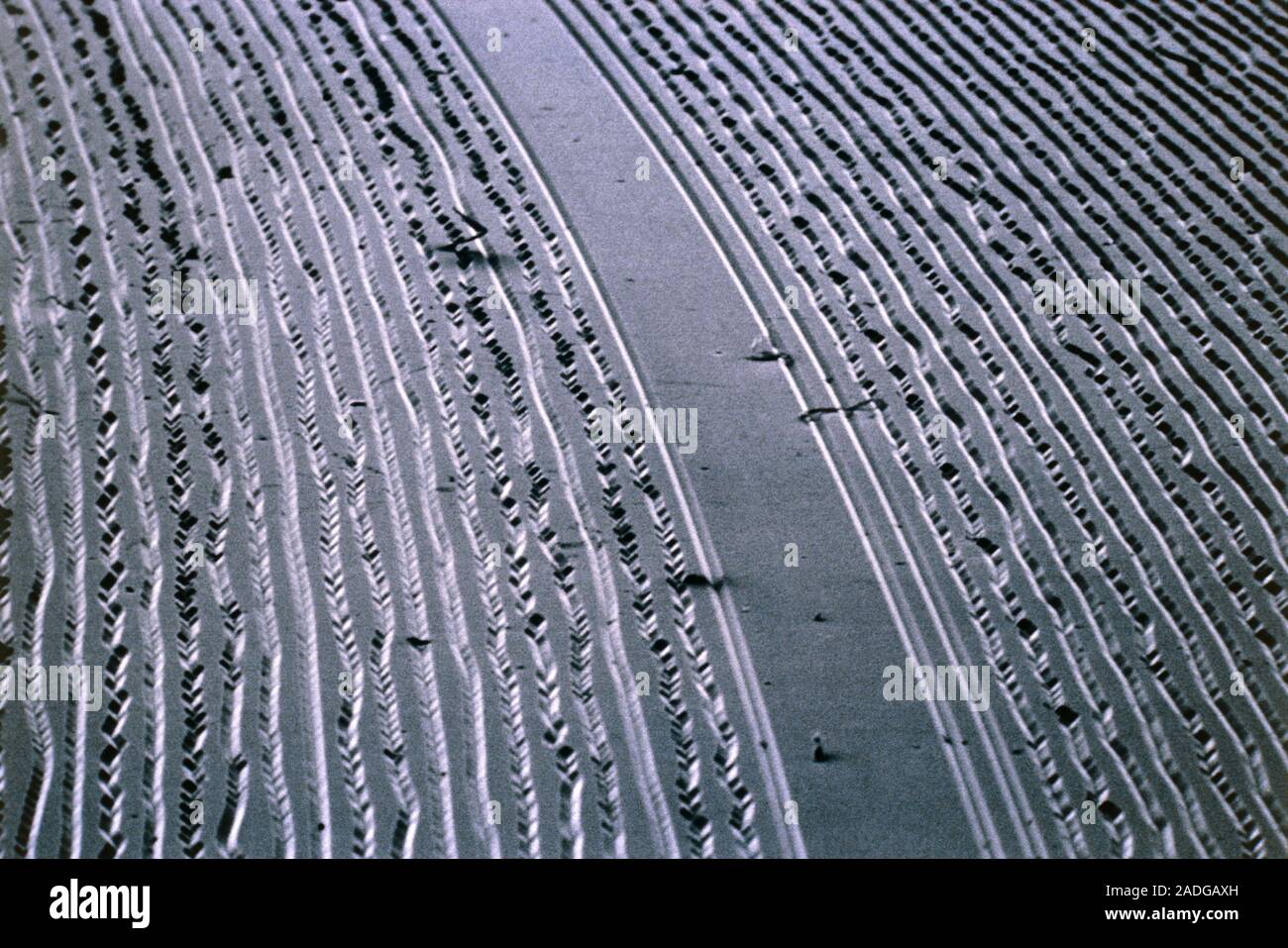 Scanning electron micrograph (SEM) of the surface of a long-playing ...