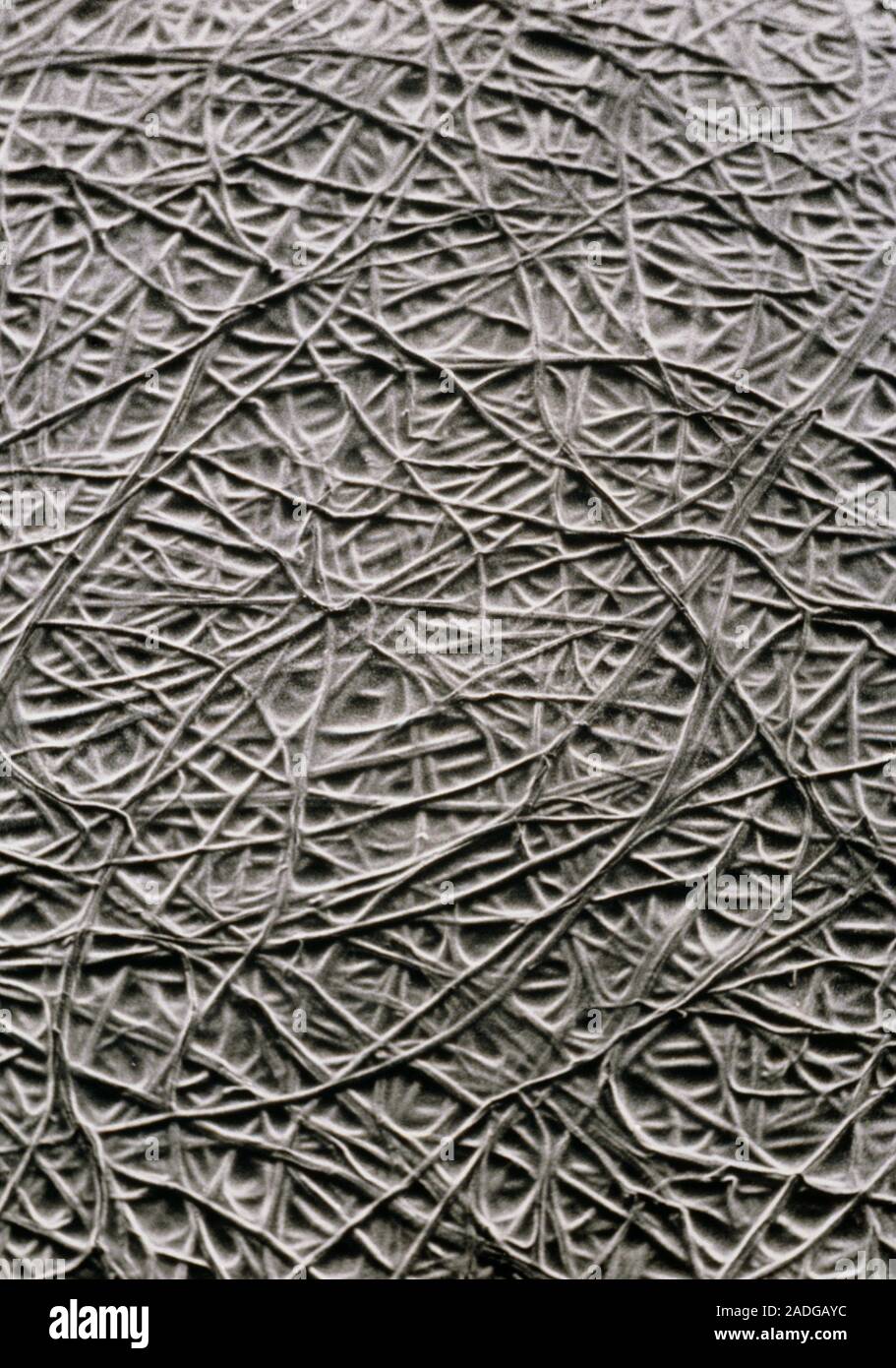 Scanning electron micrograph (SEM) of the surface of a paper sample ...