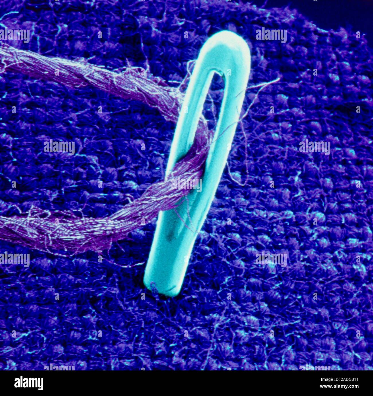 Coloured scanning electron micrograph (SEM) showing a cotton thread ...