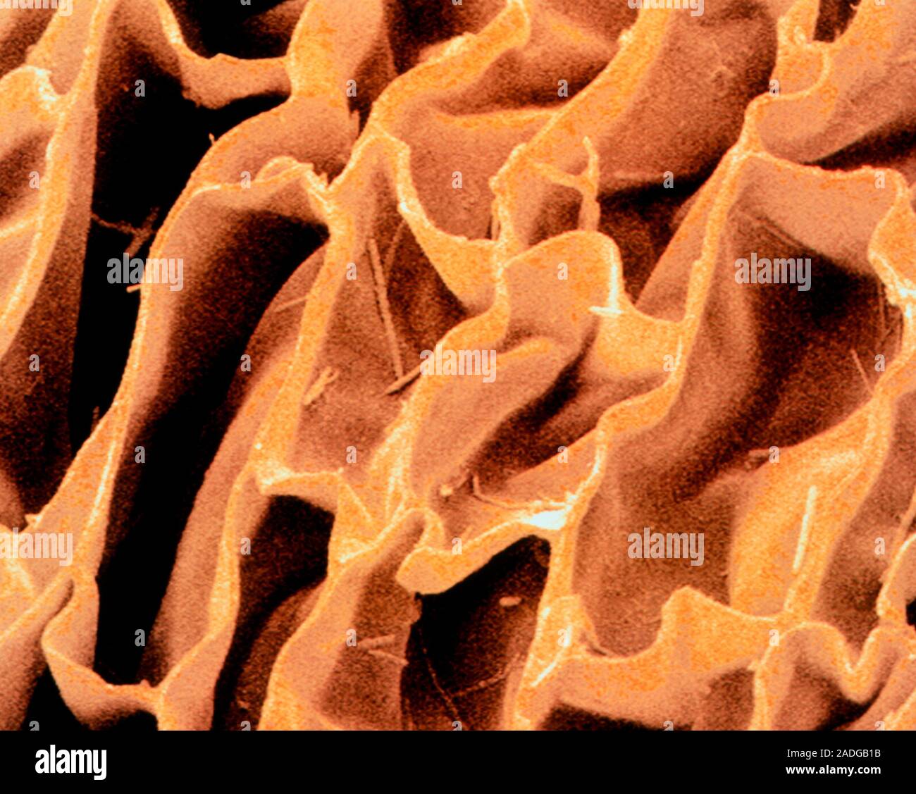Cork. Coloured scanning electron micrograph (SEM) of a section of a ...