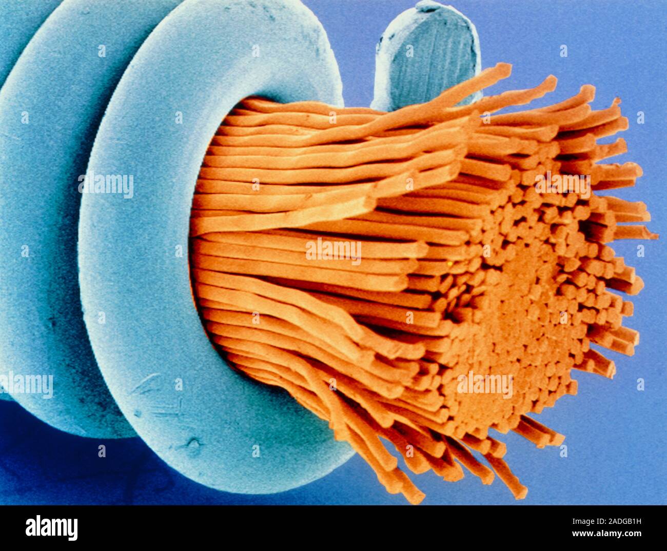 Guitar string. Coloured scanning electron micrograph (SEM) of ...